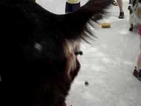 Goat Pooping - YouTube