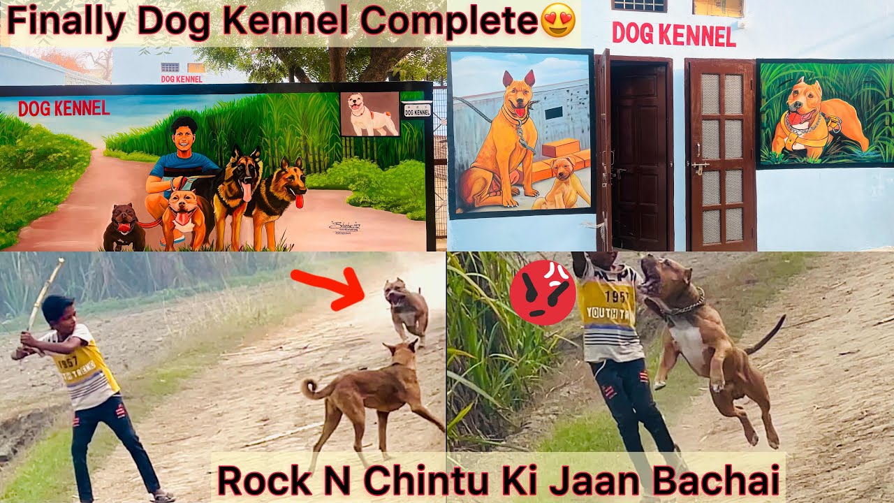 Finally Dog Kennel Complete😍Sb Dogs Ki Painting Ready Hogye🐶|| Rock N ...
