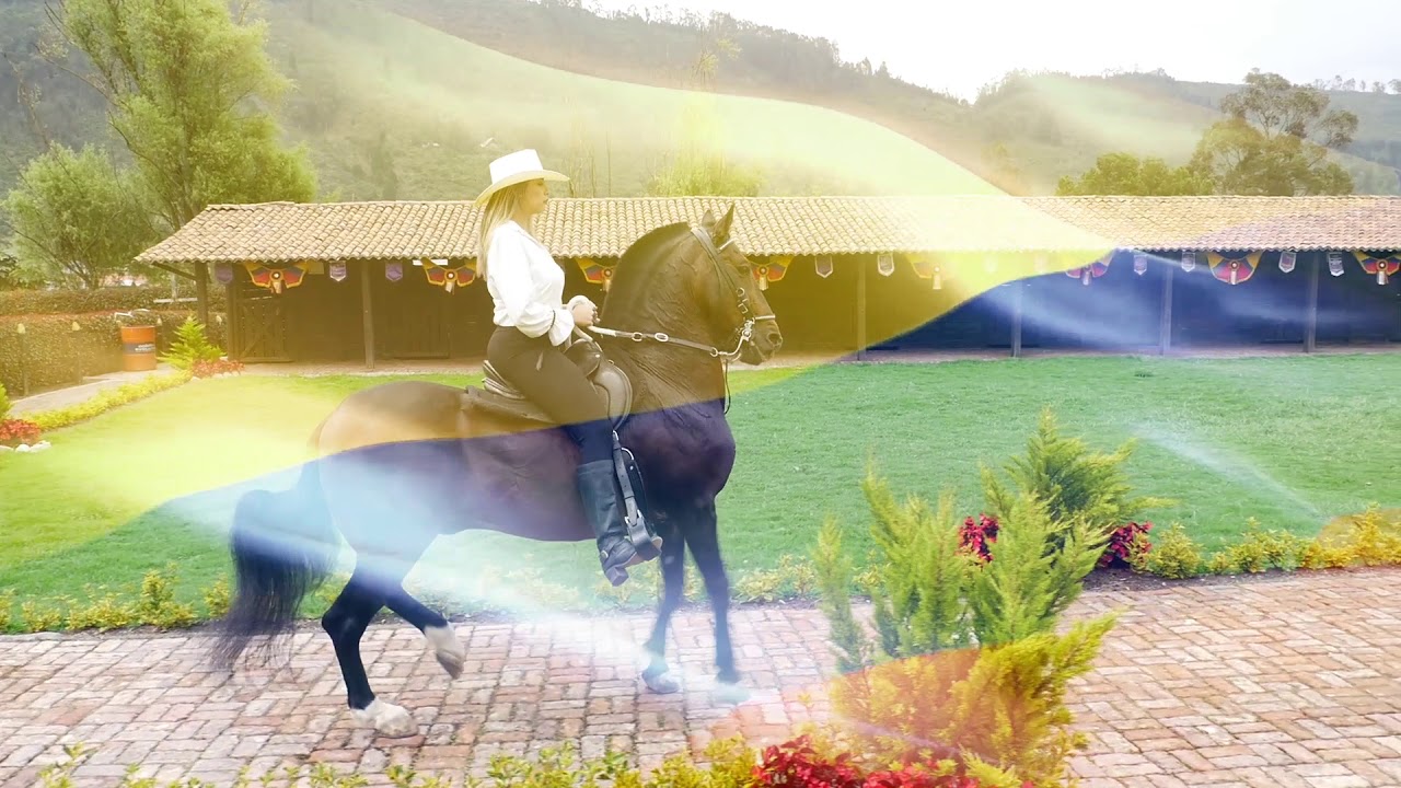 Caballo Criollo Colombiano - YouTube