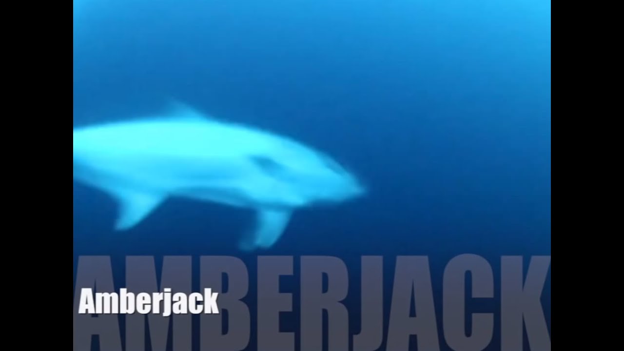 GoPro dropped to 350 feet deep in Gulf of Mexico! - YouTube