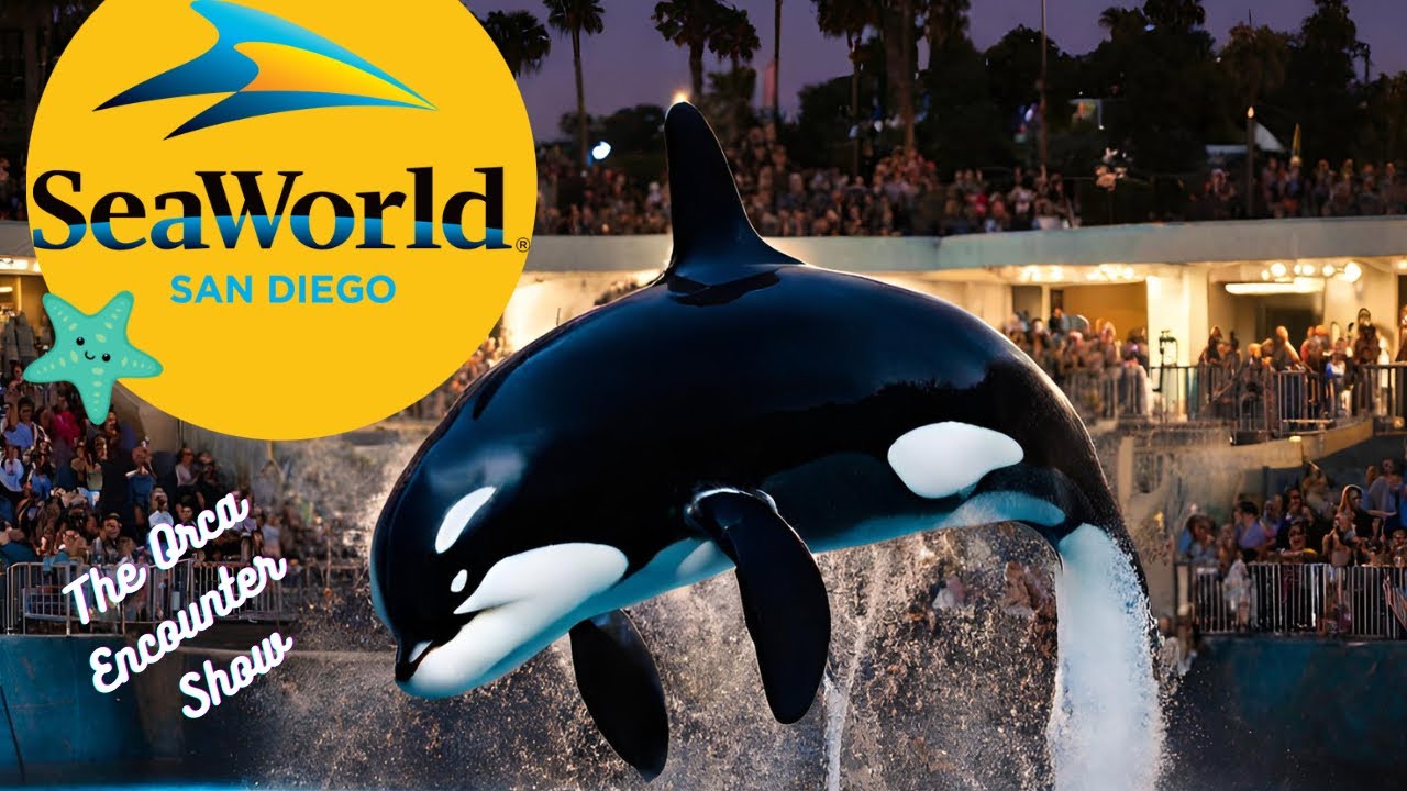 San Diego California Seaworld - Orca Encounter Full Show - YouTube