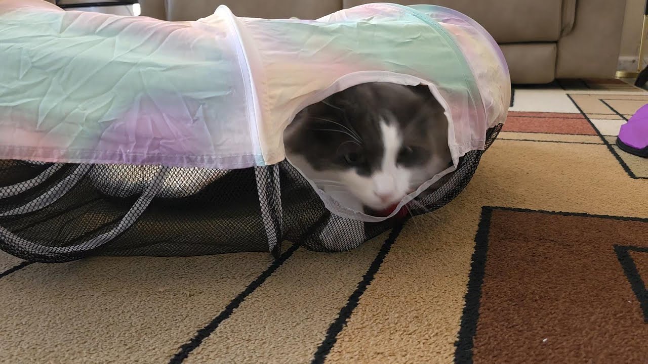 Cat Tunnel play place unboxing and Cat REVIEW PAWABOO - YouTube