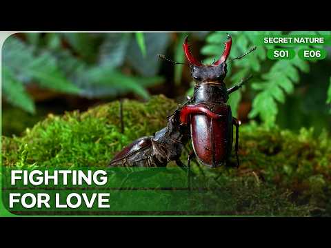 An Unfaithful Battle Among Stag Beetles | Secret Nature | Season 1 Episode 6
