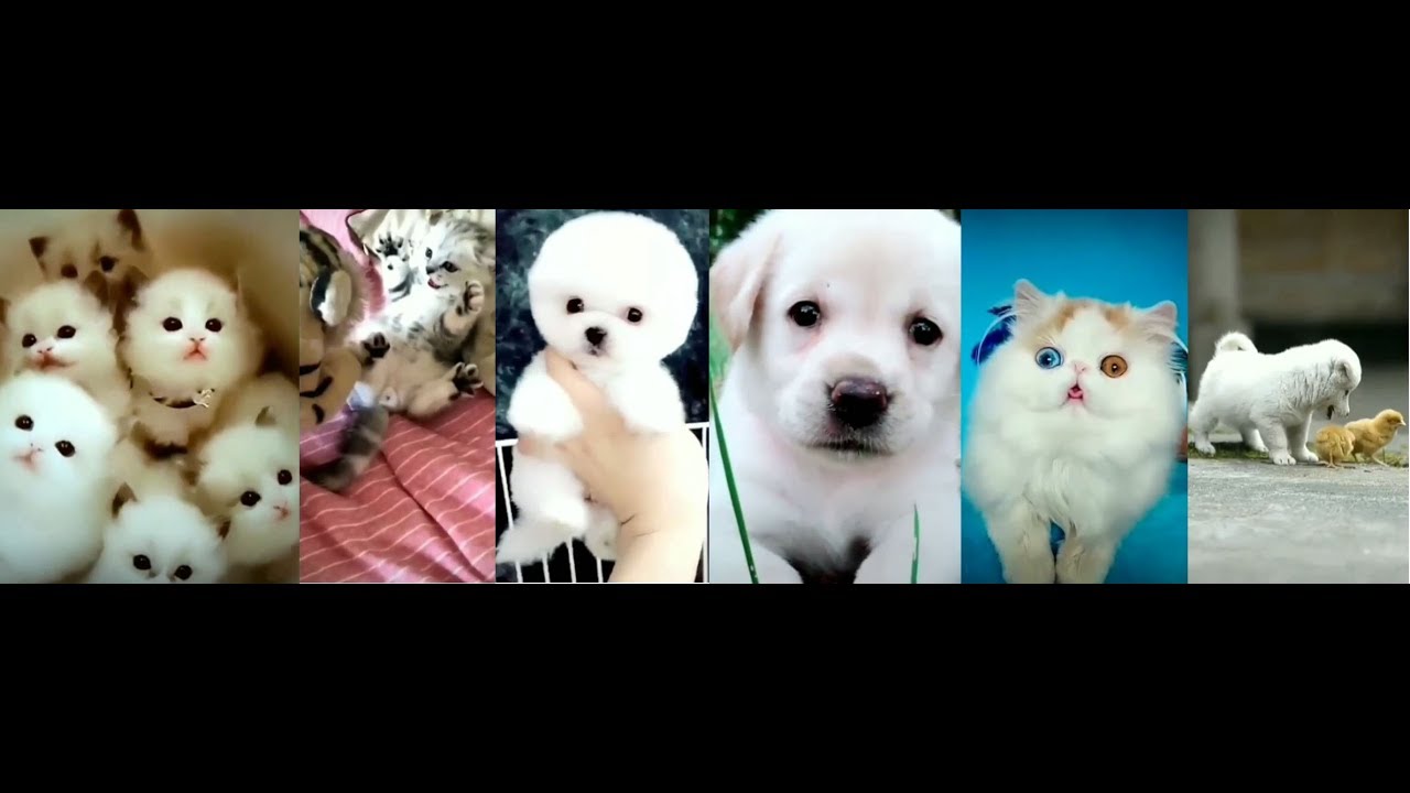 Cute Cats and Cute Pappies😍😘💖 - YouTube