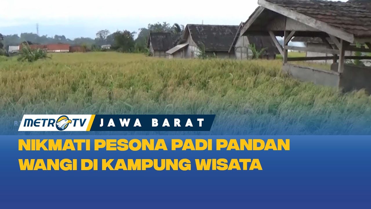 Kampung Wisata Alam, Tempat Melestarikan Padi Pandan Wangi - YouTube