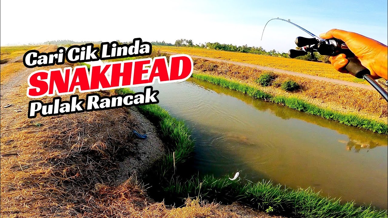 Nak Cari Cik Linda, SNAKEHEAD Pula Yang Rancak - YouTube