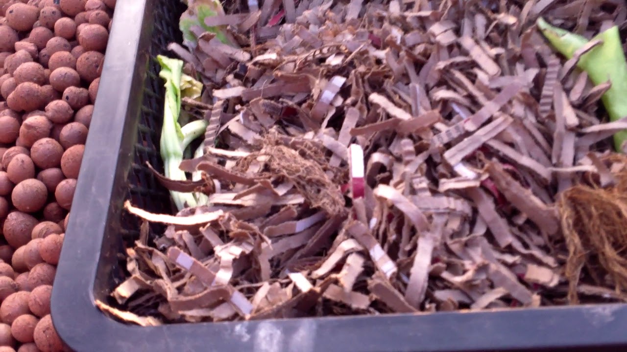 Worm set up in my vermiponics system. - YouTube