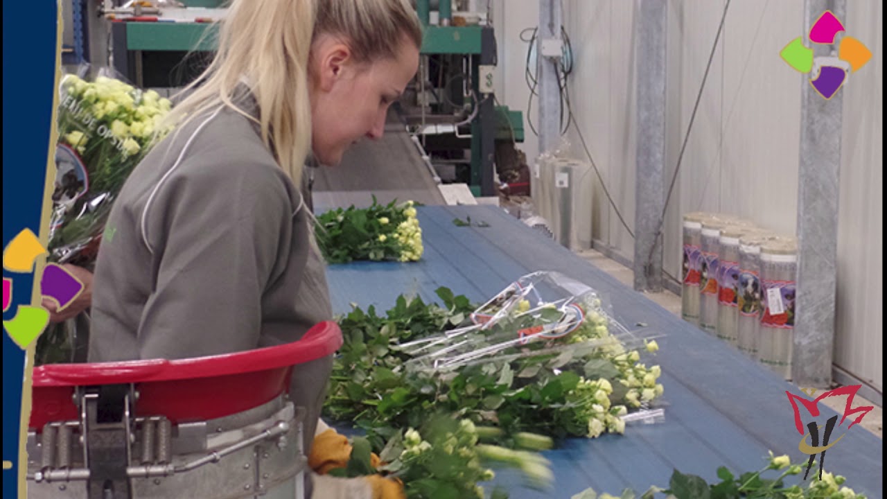 Hilverda De Boer - Spray Roses Grower De Opstal - YouTube