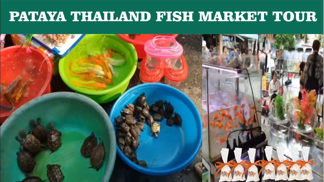 Thailand pataya Aquarium fish shops tour | most beautiful Aquarium fish ...