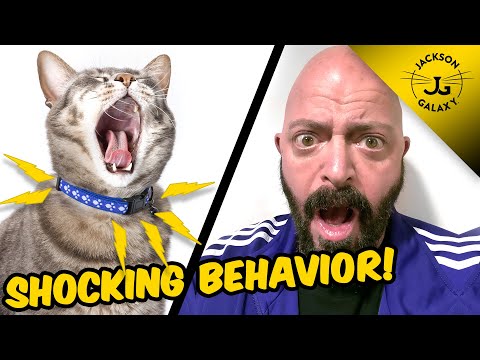 Shock Collars Are Cat$h*t Crazy