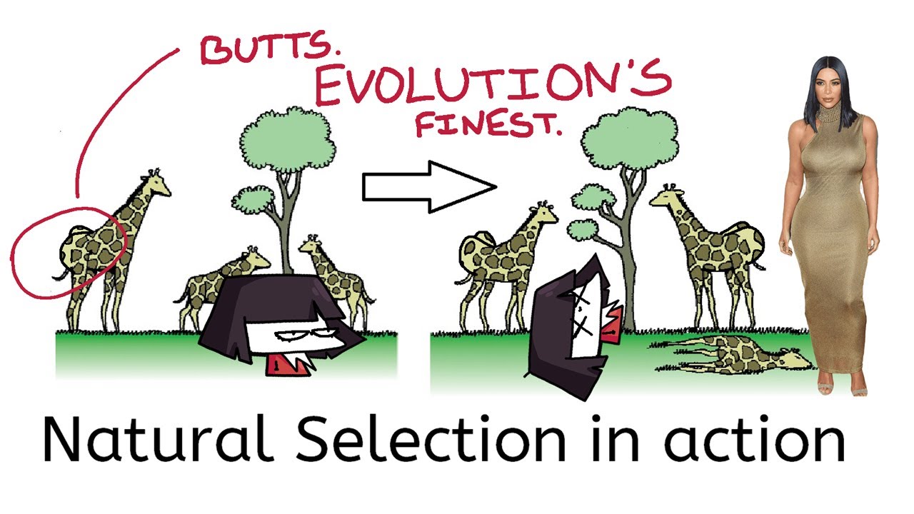 the evolutionary benefits of having a butt. - YouTube