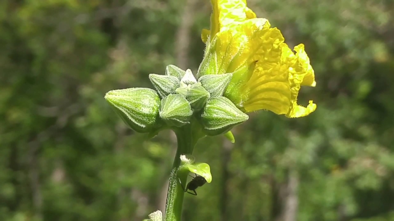 Chinese/Taiwanese Okra, Luffa, Asain squash, Silk melon - YouTube