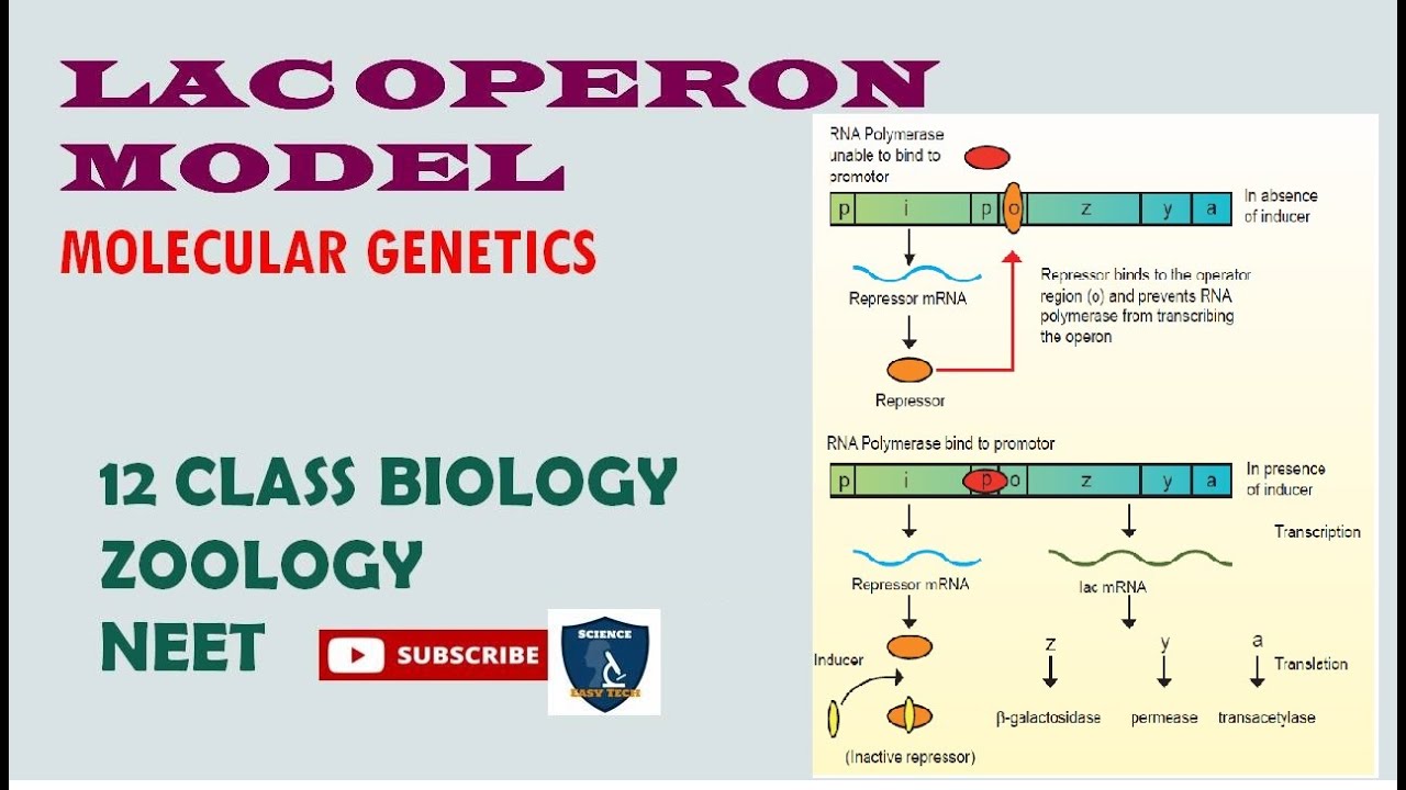 Lac Operon model | Molecular Genetics I Zoology | Class 12| TNSCERT ...