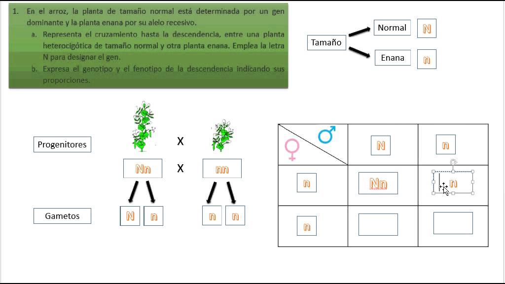 Cruce Monohibrido Genetica - YouTube
