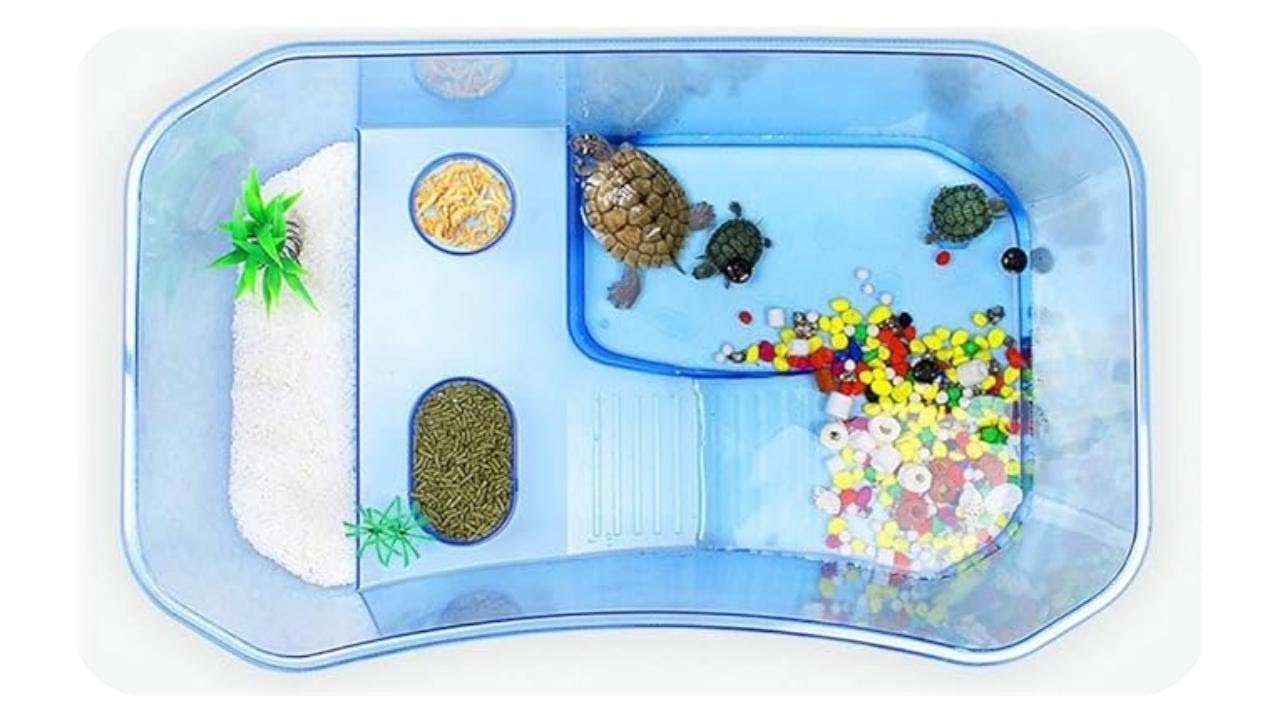 Turtle House - YouTube