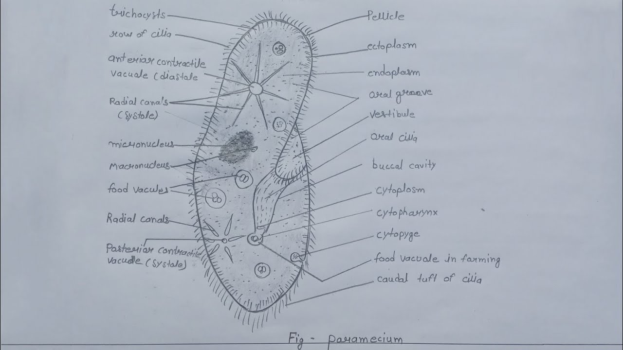 #paramecium : classification of paramecium | comment of paramecium ...