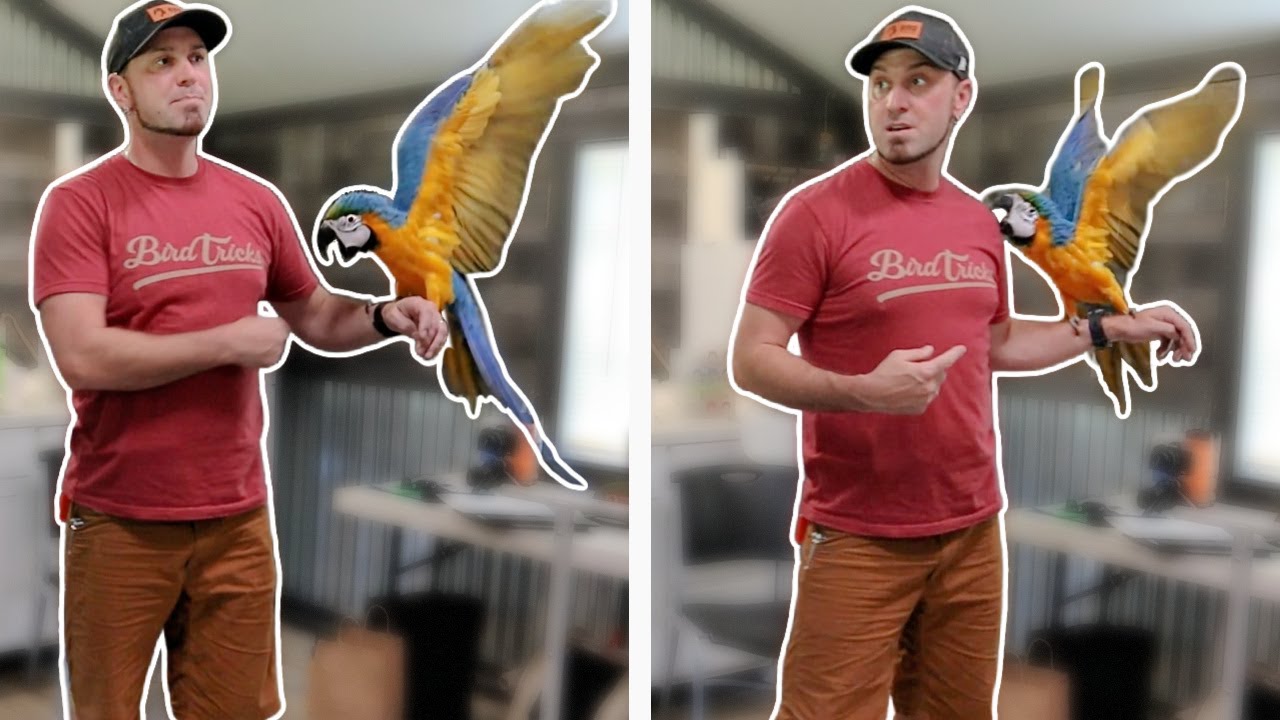 Attacked by a Macaw on Camera! - YouTube