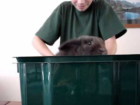 Appearing Rabbit Magic Trick (SPECIAL) - YouTube
