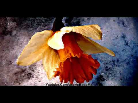 Son Of Adam Memori Duka HQ Audio YouTube - YouTube