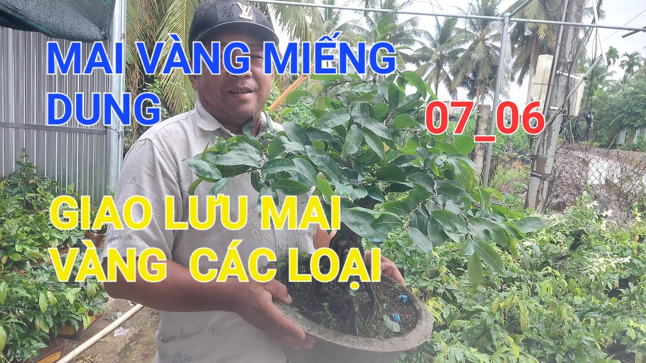 0366.048.123 MAI VANG MIENG DUNG GIAO LƯU MAI VANG CÁC LOẠI - YouTube