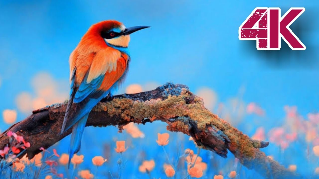 original 4K video (ULTRA HD) hdr 60fps relaxing nature video 4K ...