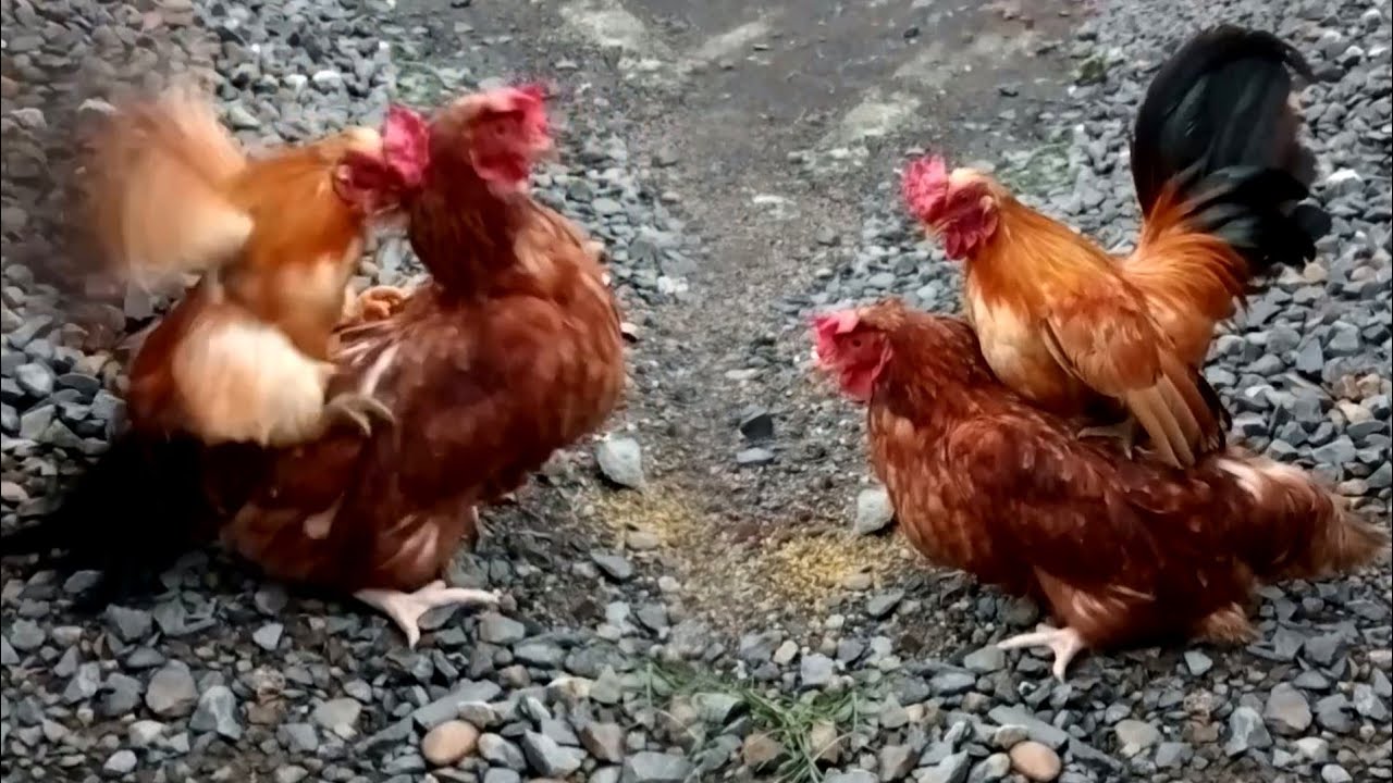 the funniest moments of the little rooster & the big hen 🐓🐣 part 59 ...
