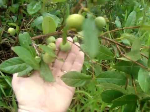colhendo fruta gabirova, guavira ou gabiroba gigante - YouTube