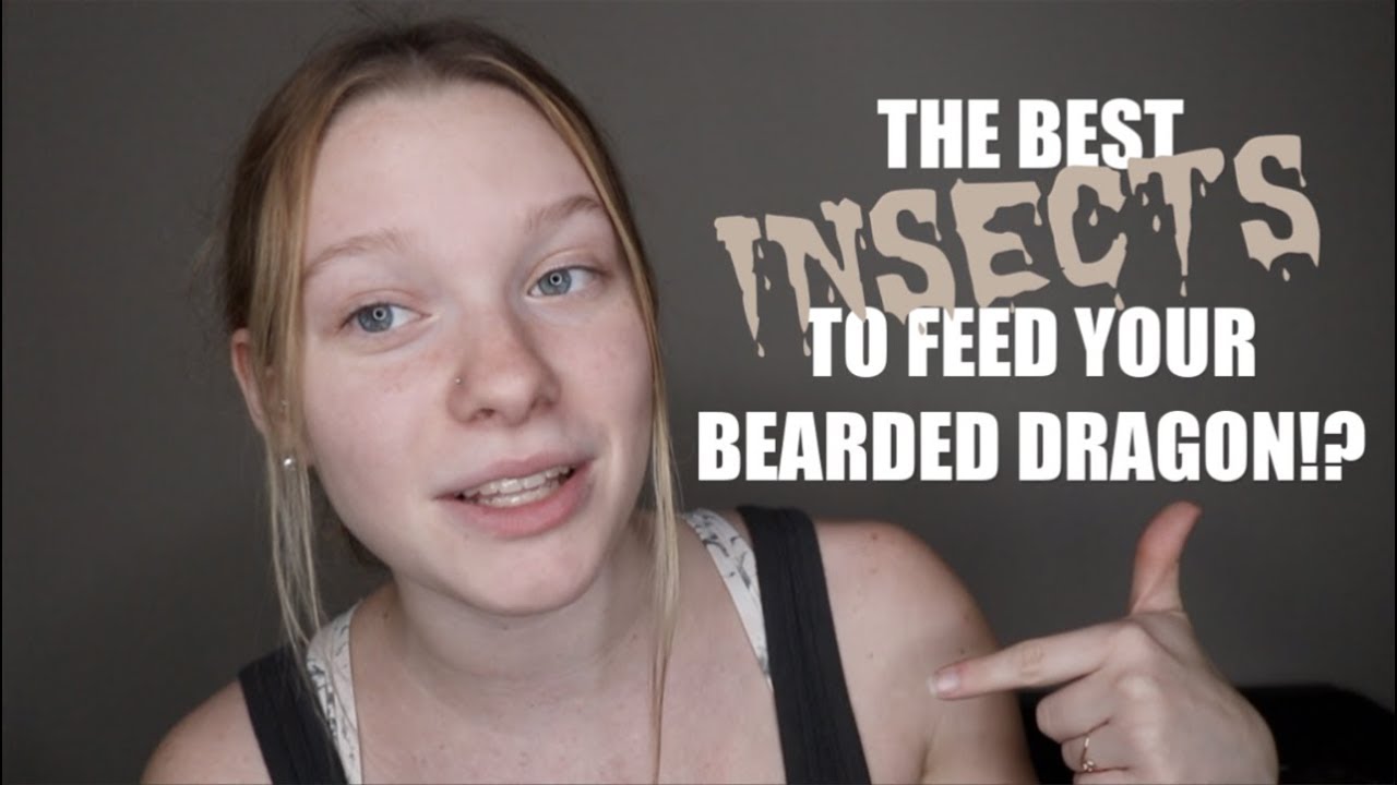 WHATS THE BEST INSECT TO FEED YOUR REPTILE?! | Feeder Information and ...