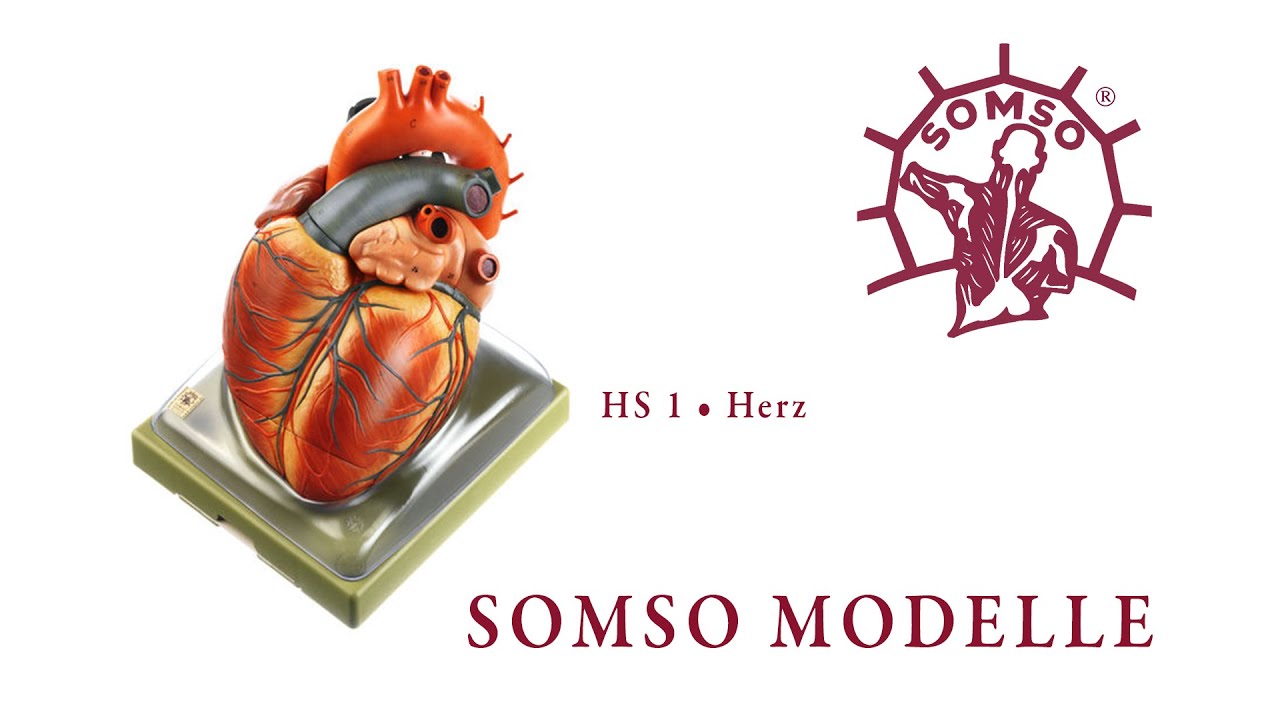 SOMSO MODELLE HS 1 • Herzmodell - YouTube