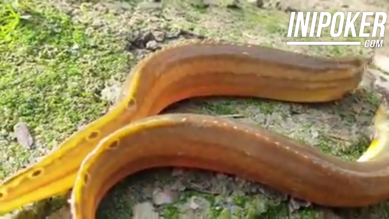 wah ikan apa ini ya - YouTube