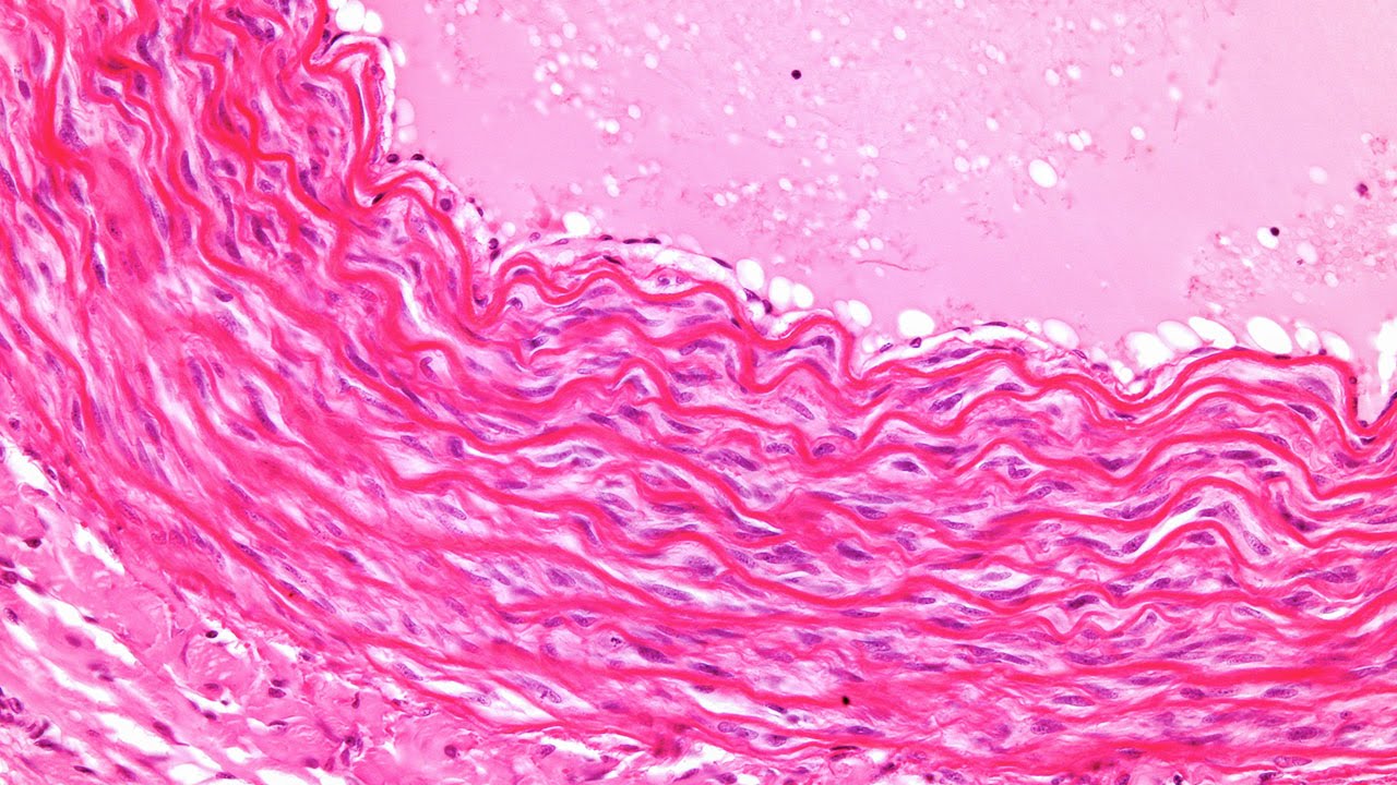 Human Physiology - Smooth Muscle - YouTube