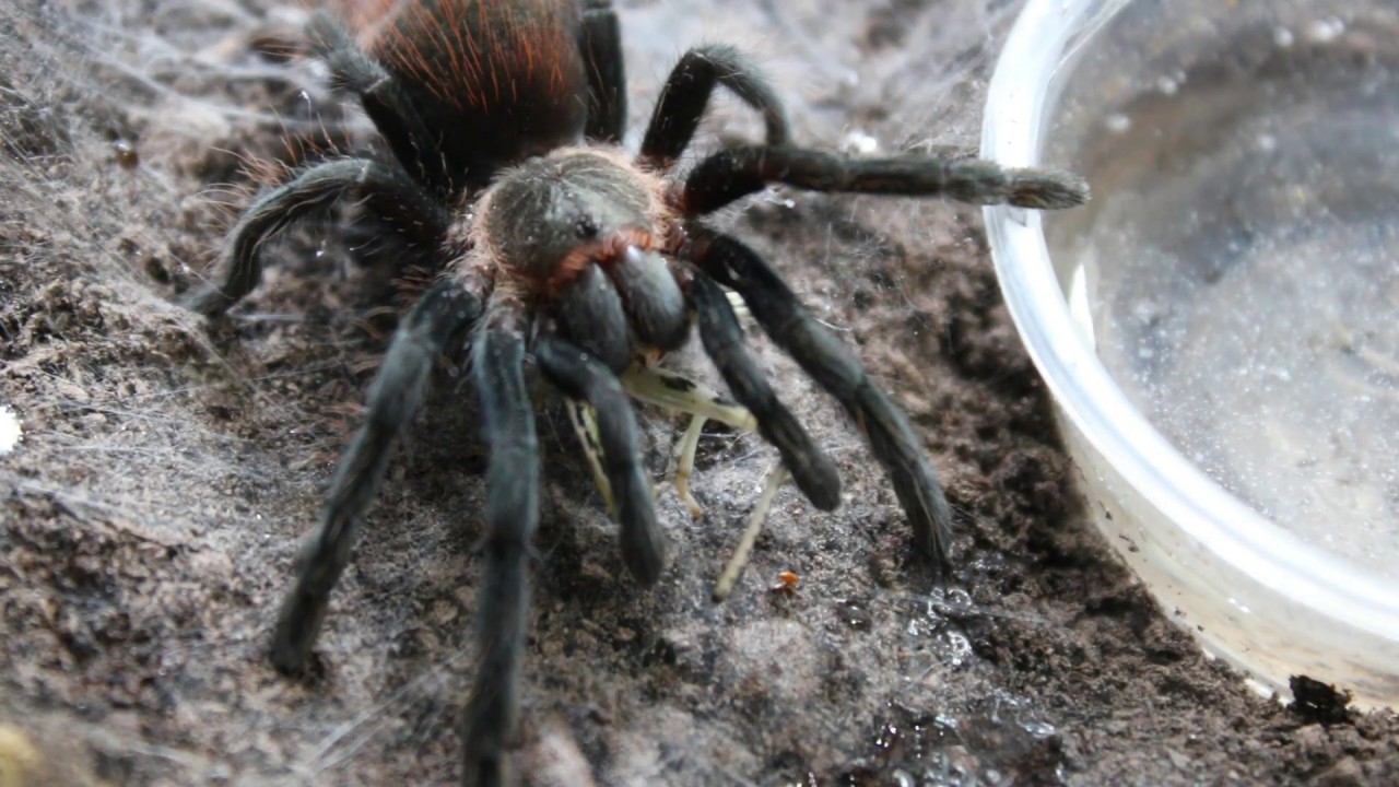 tliltocatl kahlenbergi (former brachypelma) new mexican tarantula care ...
