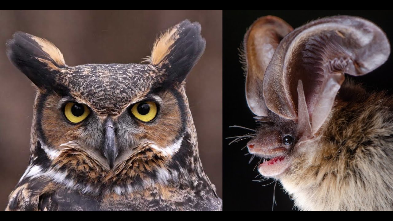 Great Horned Owls Hunting Bats - YouTube