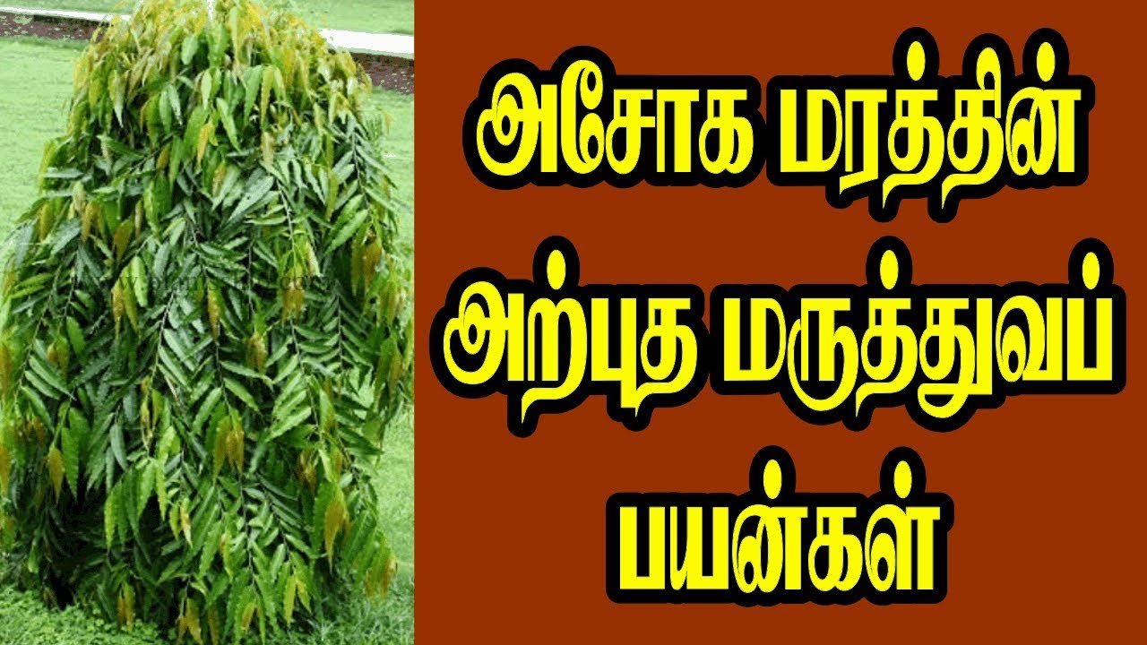 MEDICINAL BENEFITS OF ASHOKA MARAM / அசோக மரத்தின் அற்புத மருத்துவப் ...