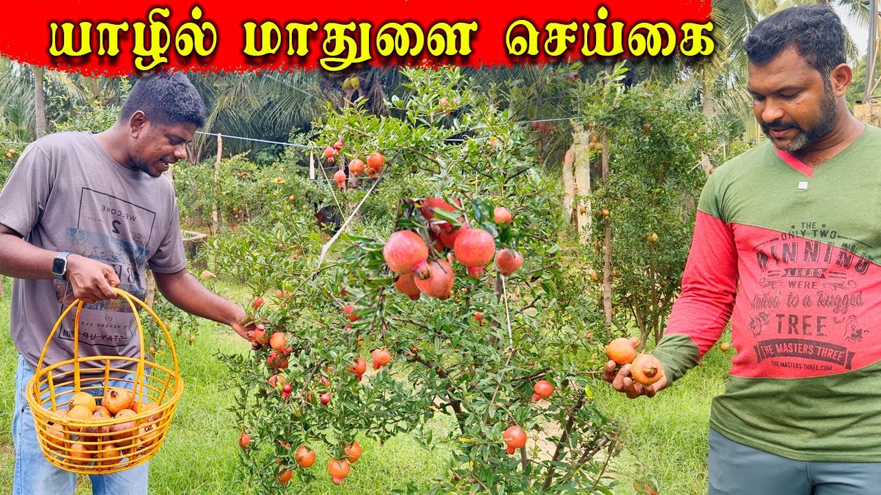 20 இலட்சம் உழைக்கலாம்! மாதுளை உற்பத்தியின் நுட்பங்களுடன் | pomegranate ...