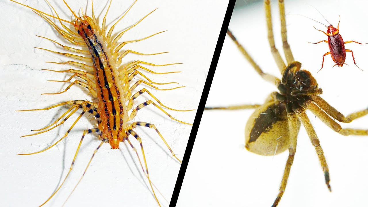 當獵人蜘蛛遇到蚰蜒與蟑螂！House centipede vs Hunter spider vs Cockroach - YouTube