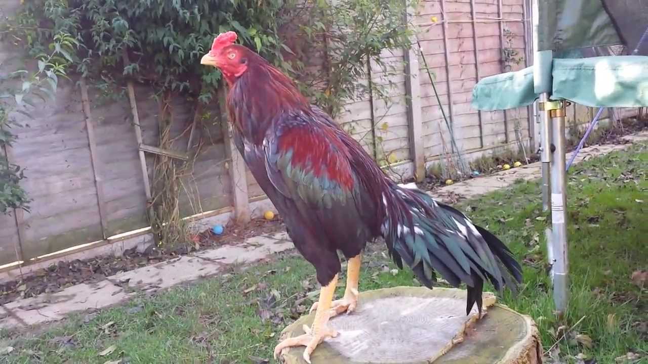 Pure Pakistani Asil - Bangham Bloodline - YouTube