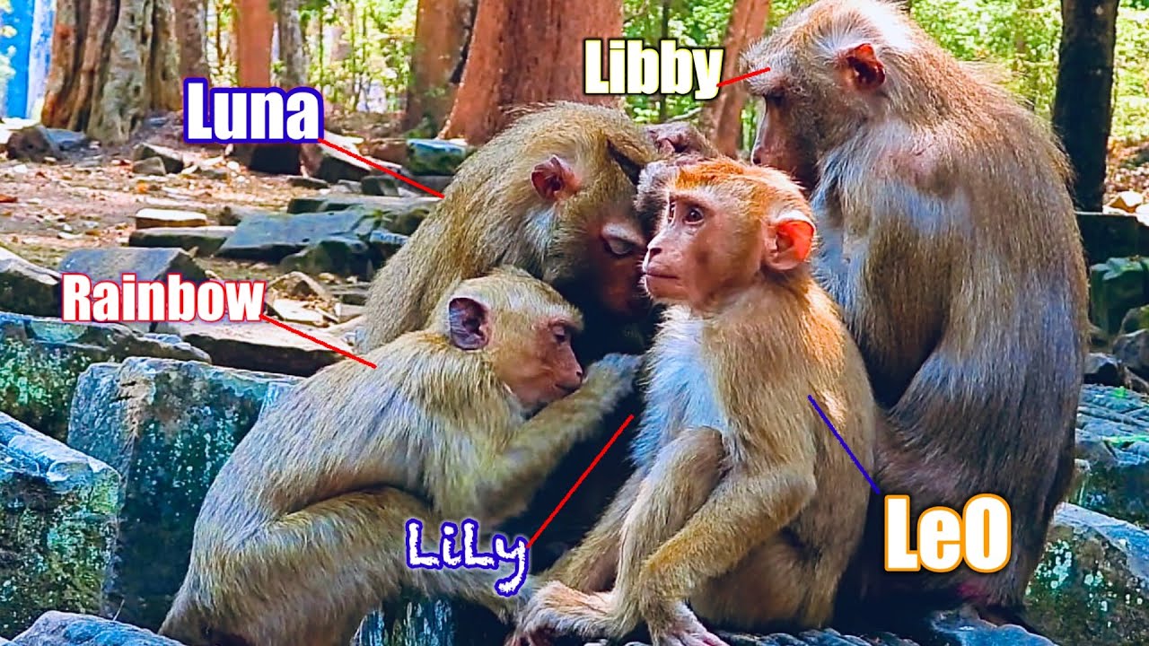 Family Baby Monkey LiLy..!! The Small family The happiest /They are ...