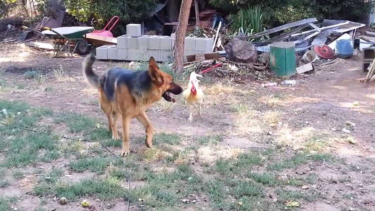 EL PERRO Y EL GALLO - YouTube