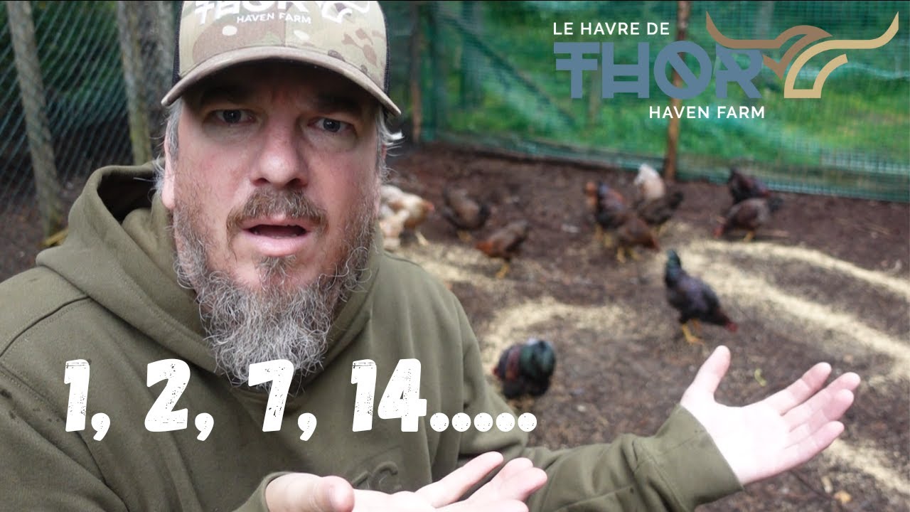 The Hidden Secrets of Chicken Math Revealed! - YouTube