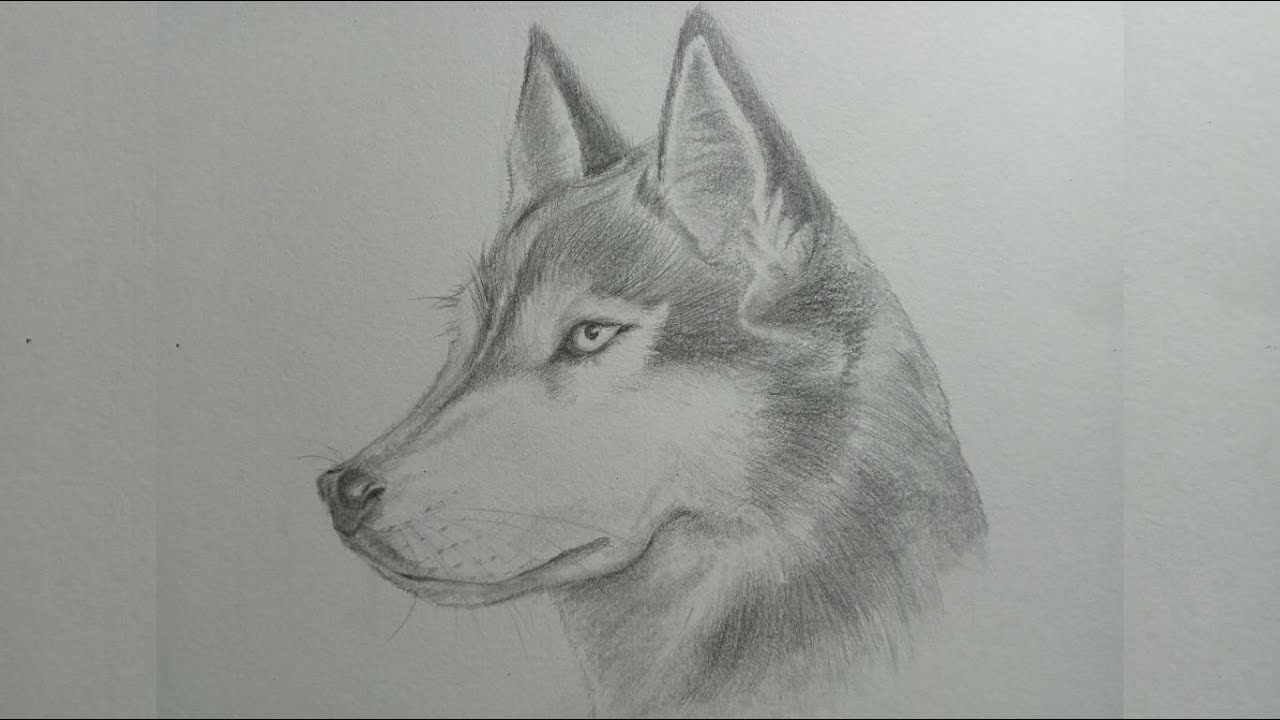 How to draw and shade a Husky - YouTube