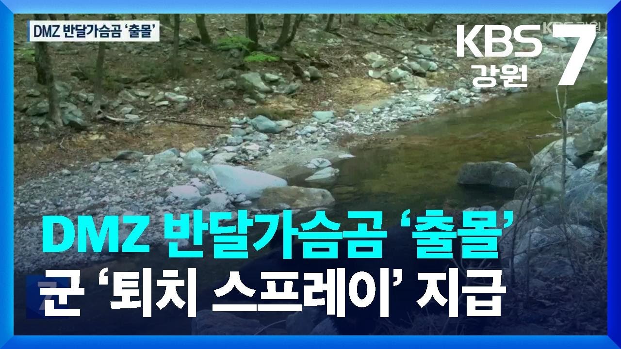 DMZ 반달가슴곰 ‘출몰’…군 ‘퇴치 스프레이’ 지급 / KBS 2023.10.18. - YouTube