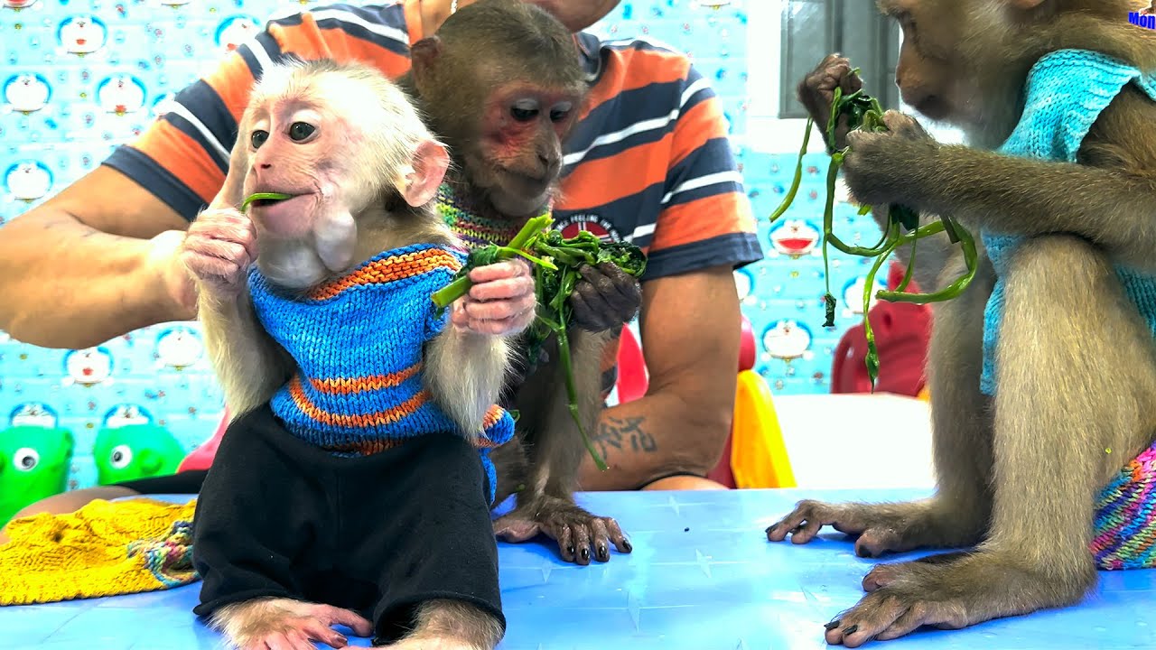 Monkey baby enjoys boiled water spinach - YouTube