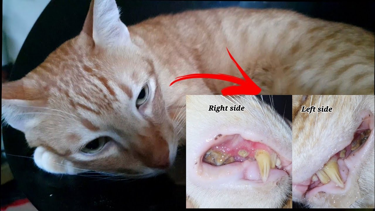Cat bad teeth make him uncomfortable | Cat Dental Problem - YouTube