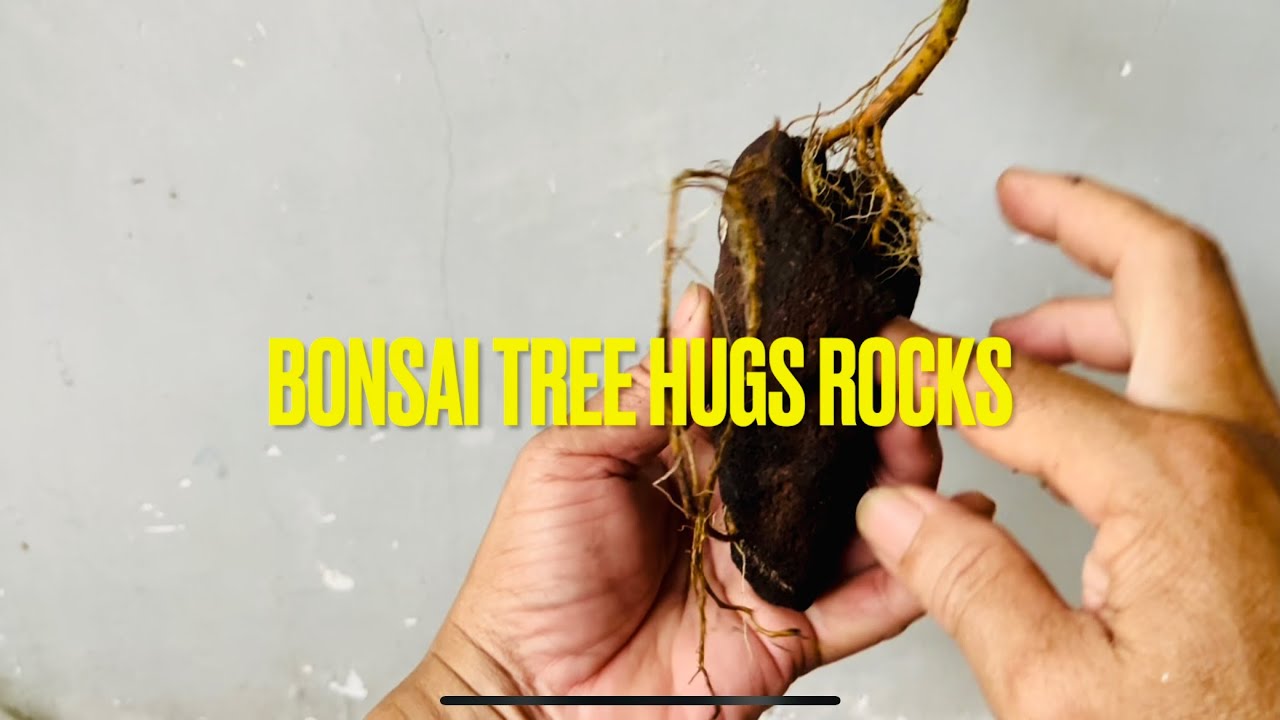 How to make a rock-hugging bonsai - YouTube
