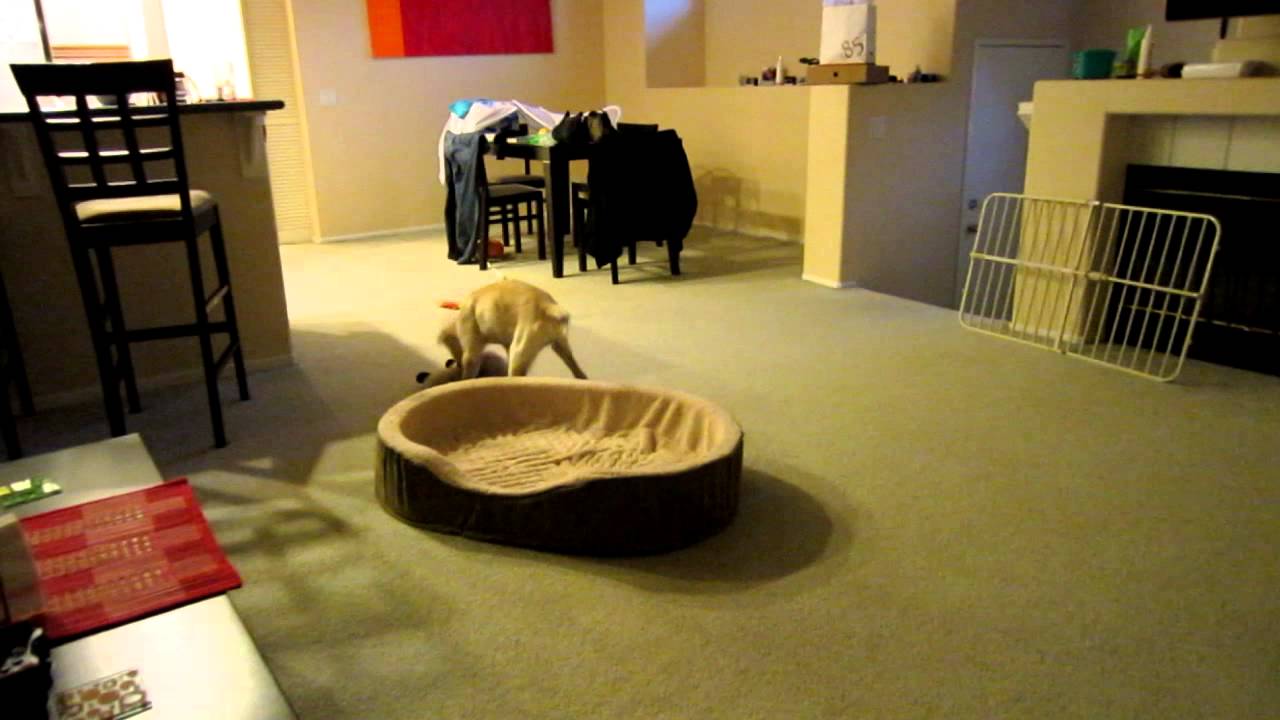 Why Does Dog Run Around Crazy