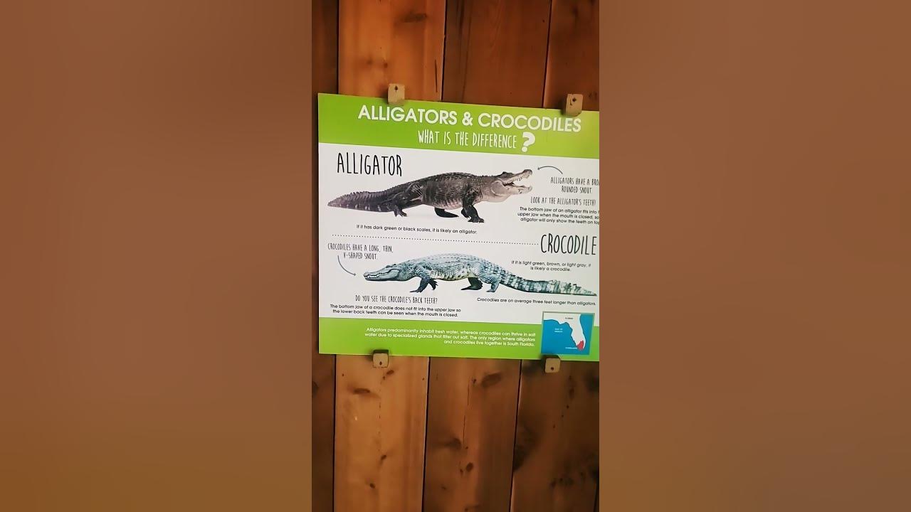 Alligator Crocodile Burmese Python - YouTube