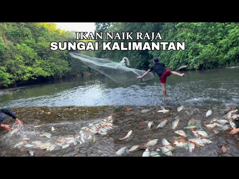 MENDIDIH‼️KAWANAN IKAN KENA JALA, INI BARU RUMAHNYA IKAN 🤣