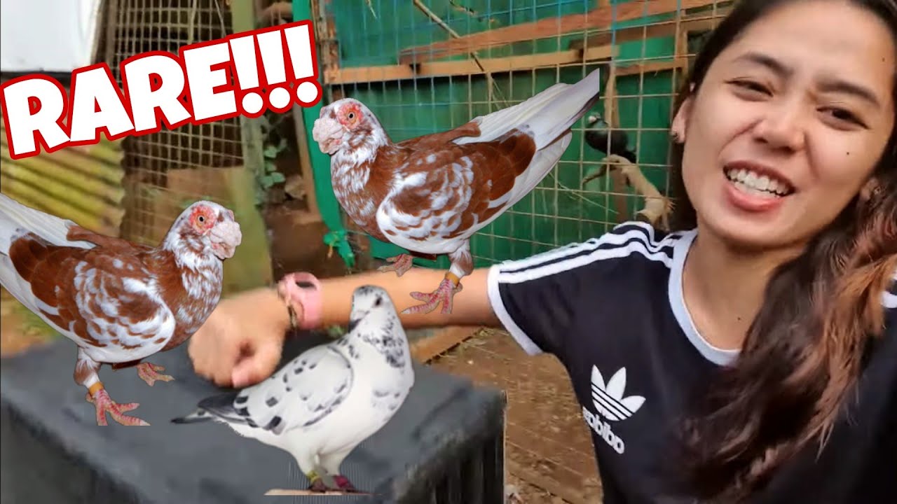 Red Tiger Grizzel | Racing Pigeon - YouTube