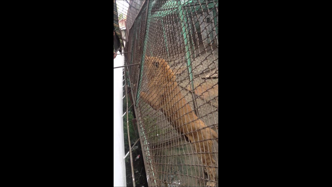 Feeding a Liger (Tiger x Lion) - YouTube